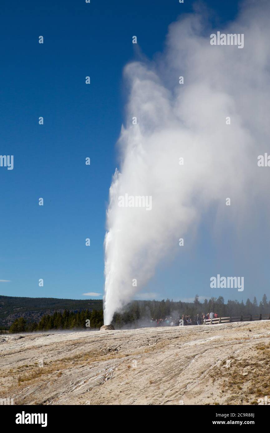Cone geyser eruption in the Yellowstone national park, USA Stock Photo ...