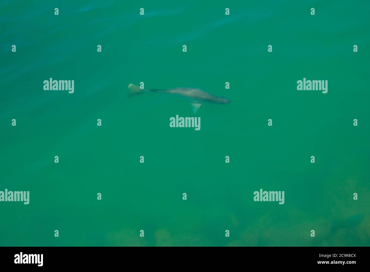 Wild salt water Barramundi swimming near Darwin in the Northern ...