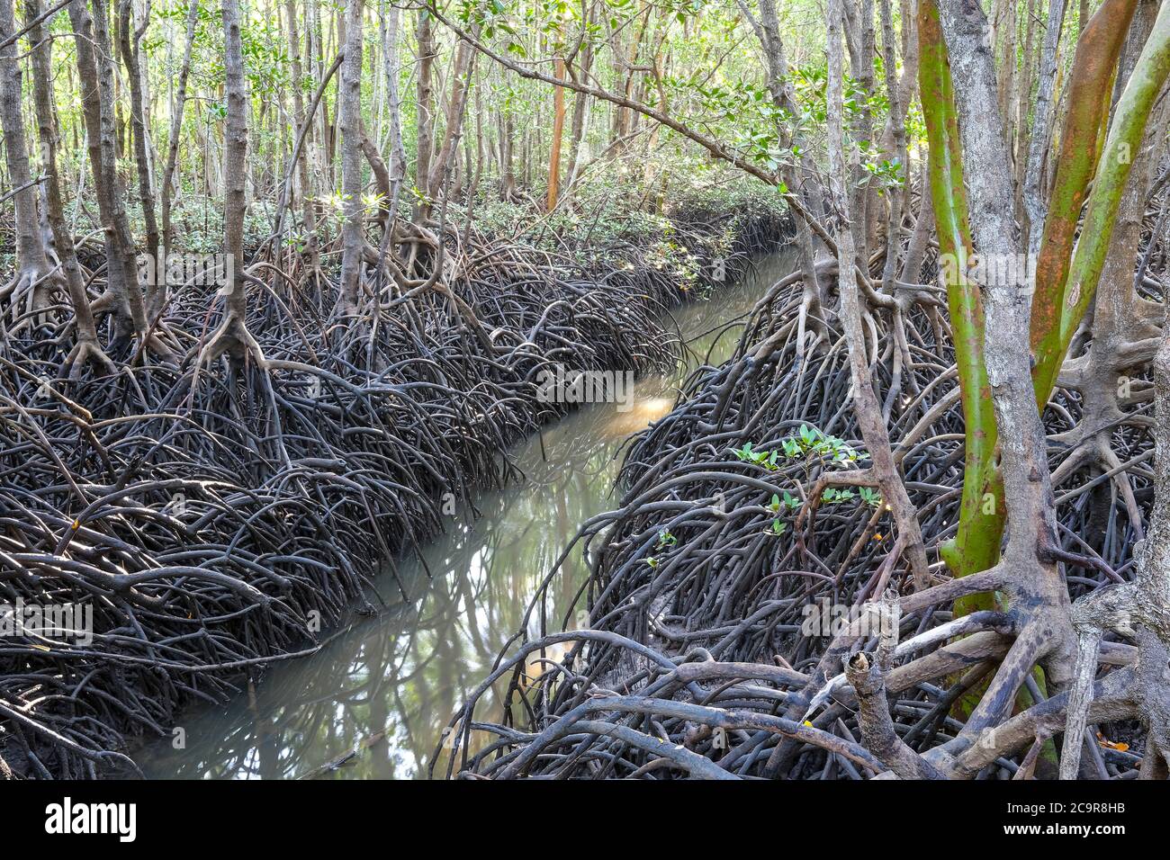 Mangrove roots ecosystem hi-res stock photography and images - Alamy