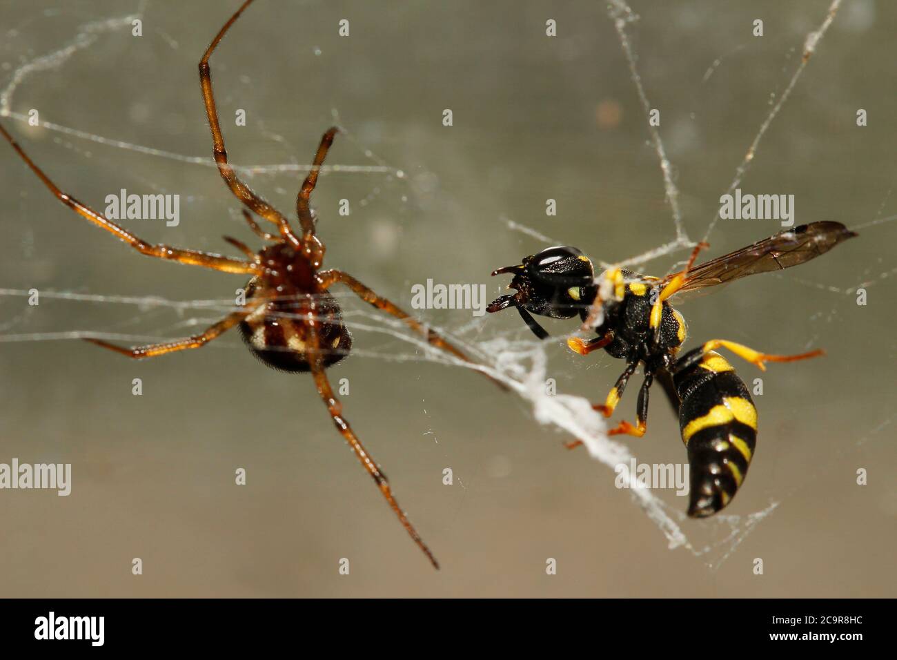 Spider hunting wasp hi-res stock photography and images - Alamy