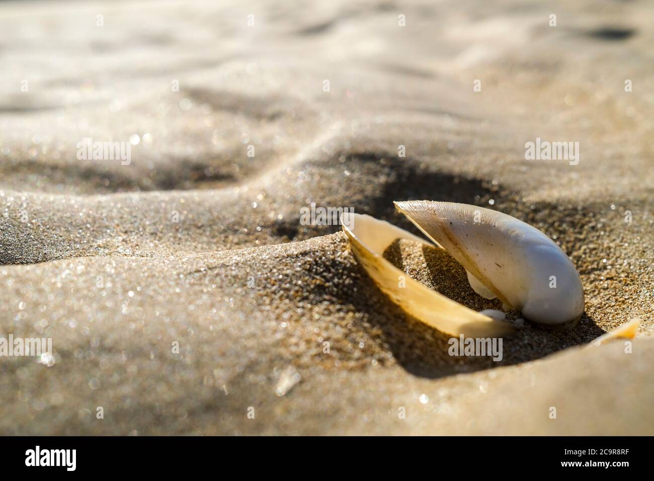 shell on beach sand Stock Photo - Alamy