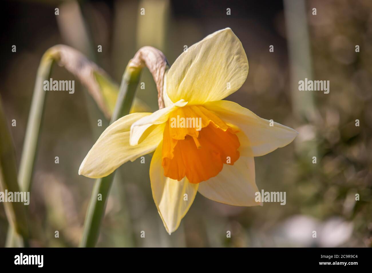 Beautiful spring daffodils in an English park in Wolverhampton Stock ...