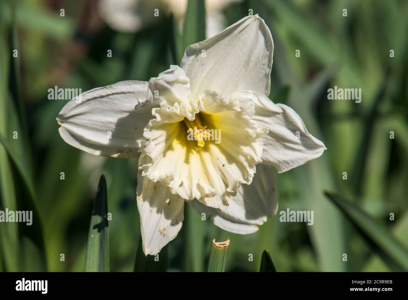 Beautiful spring daffodils in an English park in Wolverhampton Stock ...