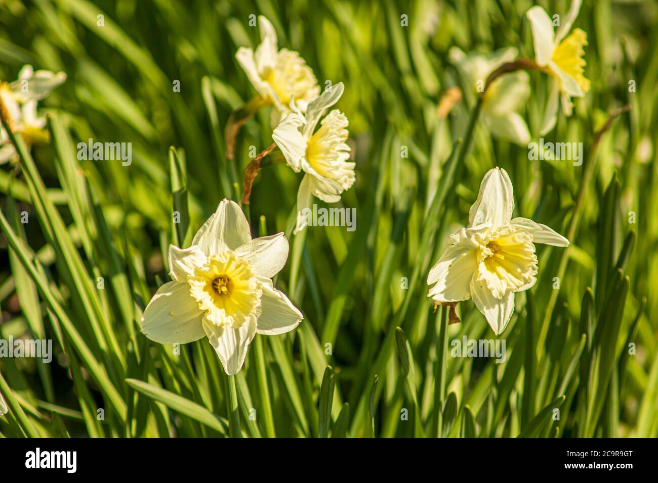 Beautiful spring daffodils in an English park in Wolverhampton Stock ...