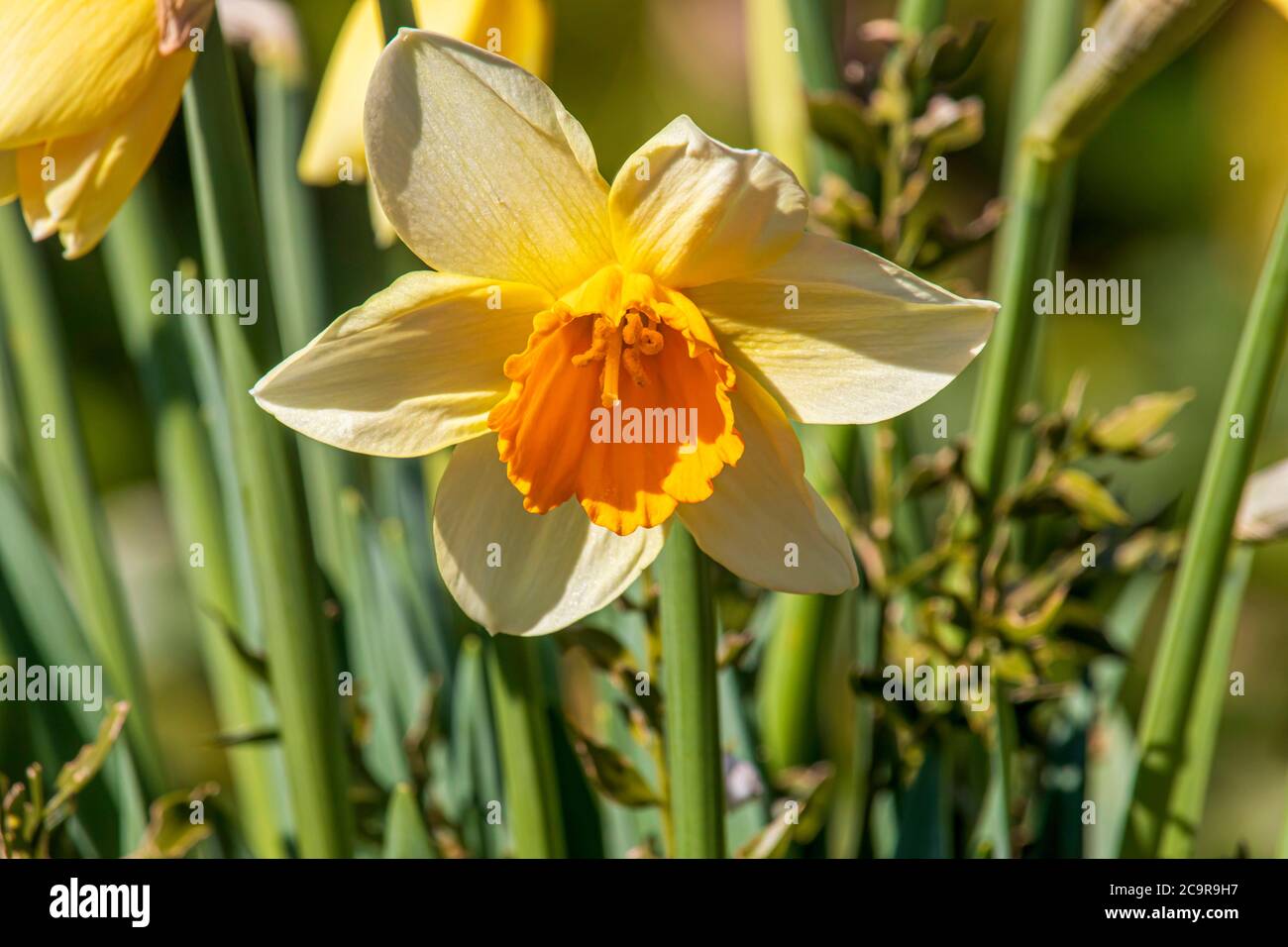 Beautiful spring daffodils in an English park in Wolverhampton Stock Photo - Alamy