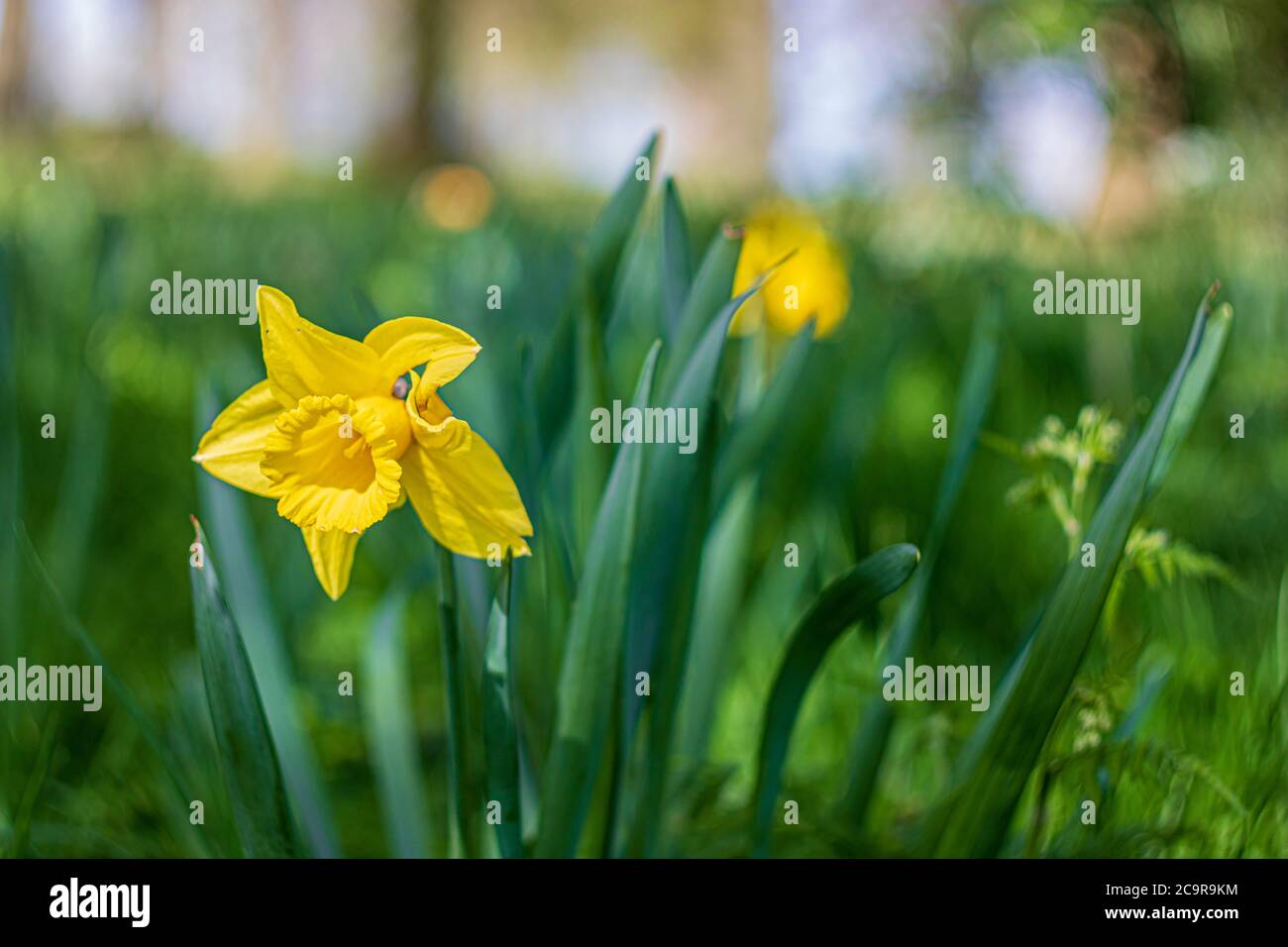 Beautiful spring daffodils in an English park in Wolverhampton Stock ...