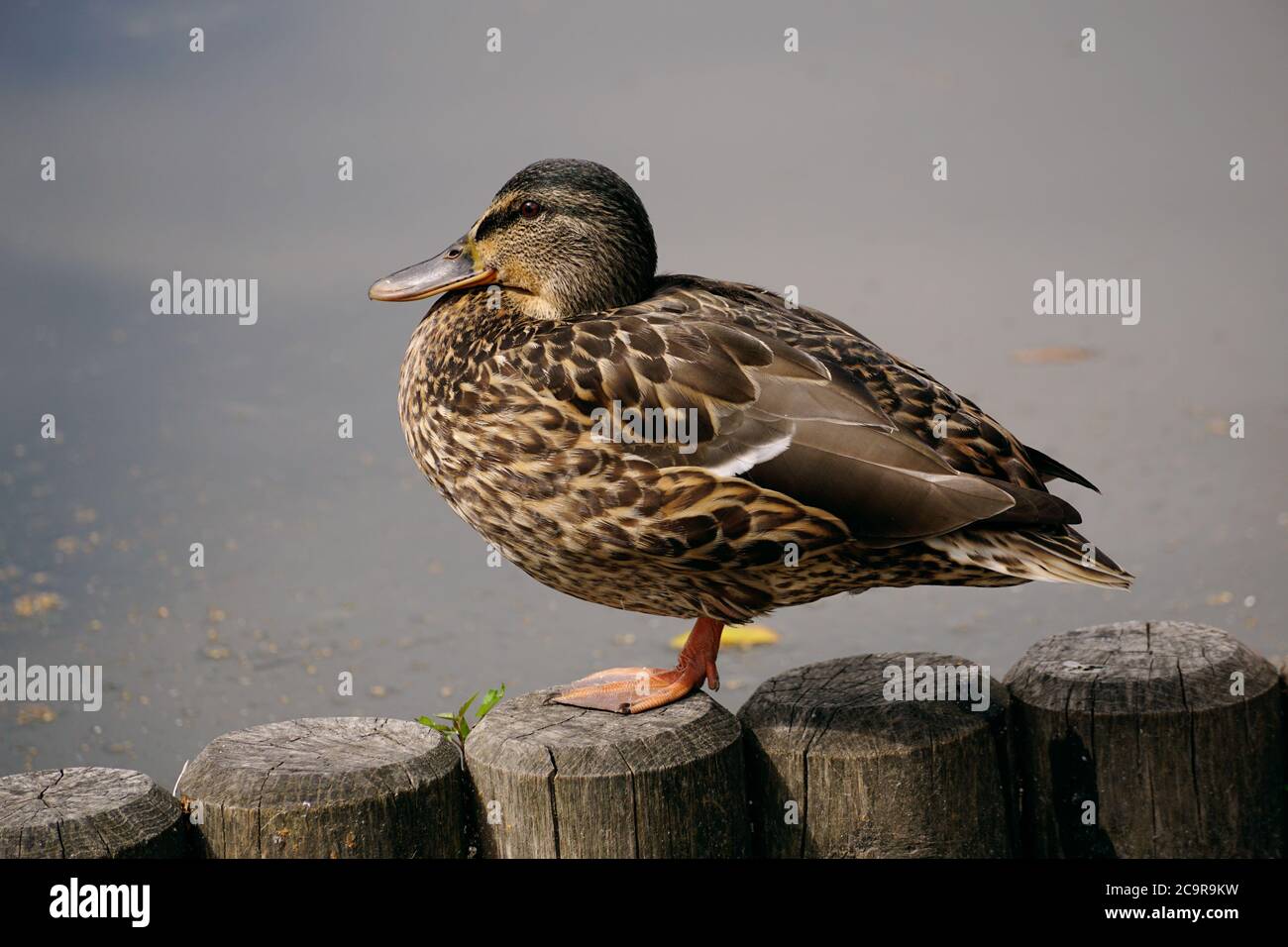 Female mallard duck standing on one leg Stock Photo - Alamy