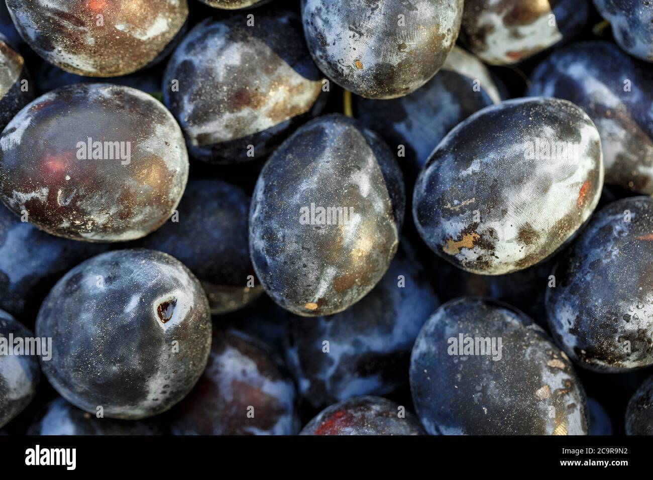 ripe plums as a background. close-up. Saturated dark blue color of ...