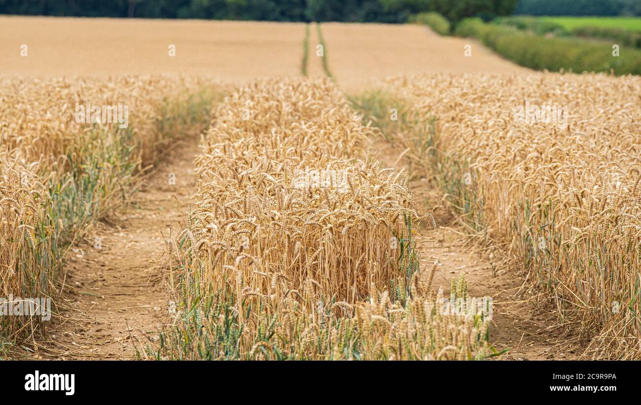 A field of ripe wheat Stock Photo - Alamy