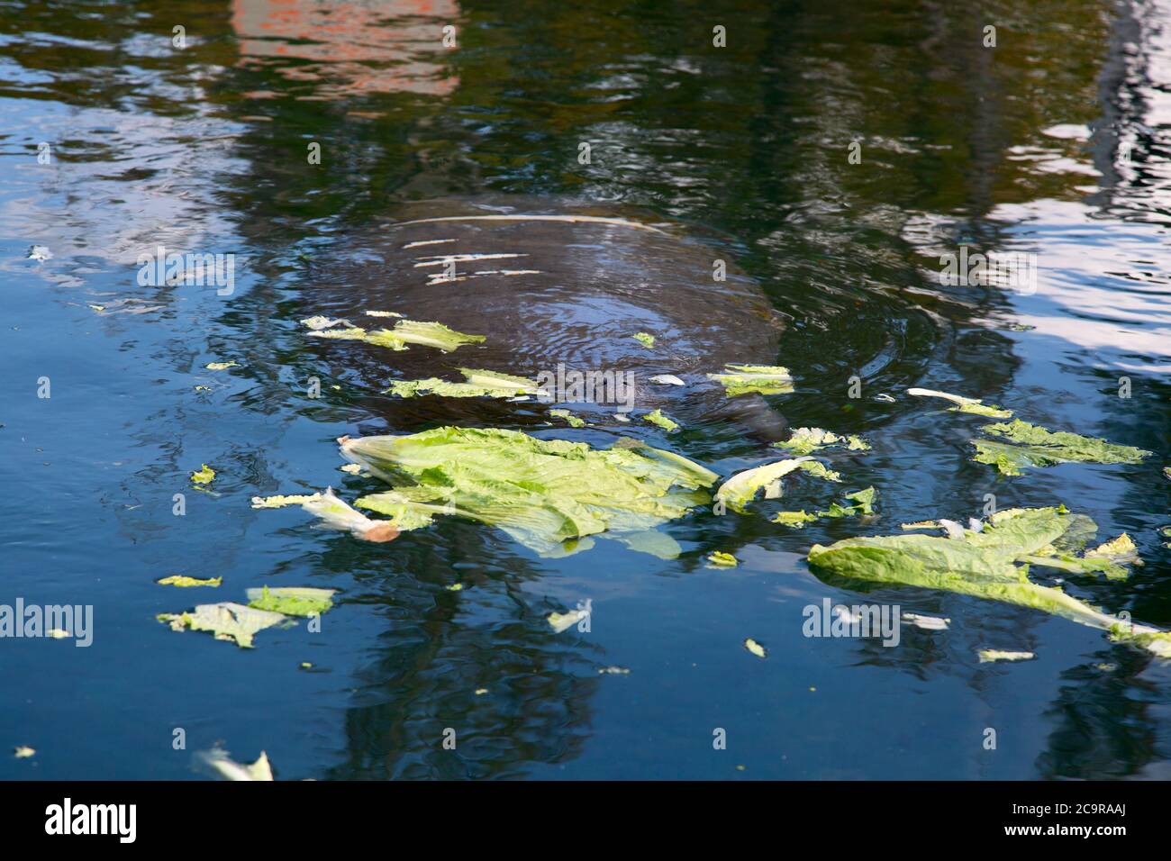 Manatee conservation center hi-res stock photography and images - Alamy