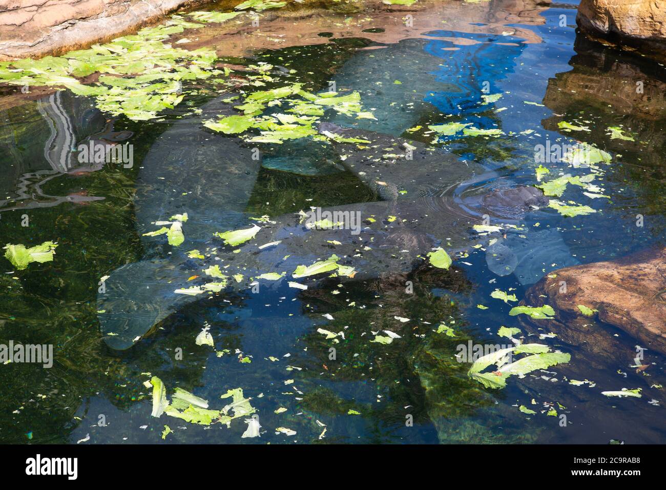Manatee conservation center hi-res stock photography and images - Alamy