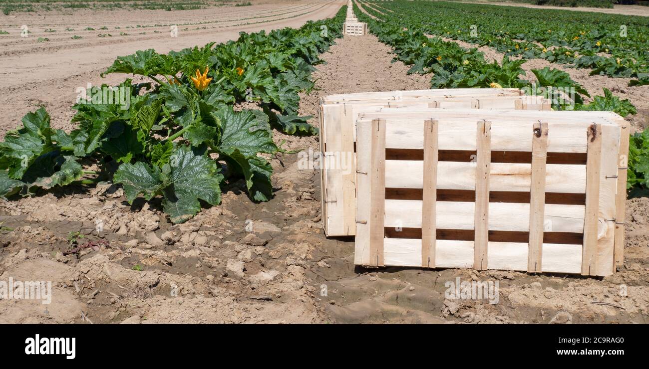Cucumber cultivation in a field with crates for harvesting Stock Photo ...