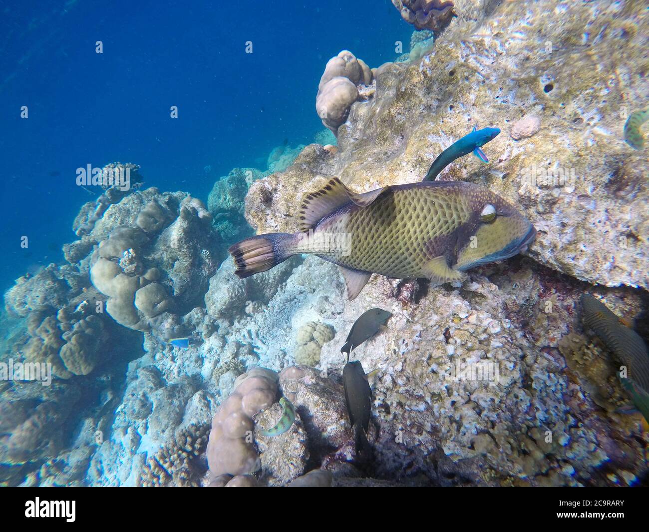 Titan trigger fish in the open water. Indian ocean, Maldive islands ...