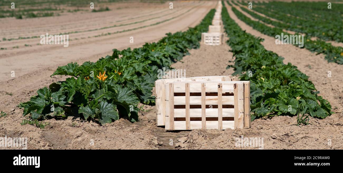 Cucumber cultivation in a field with crates for harvesting Stock Photo ...