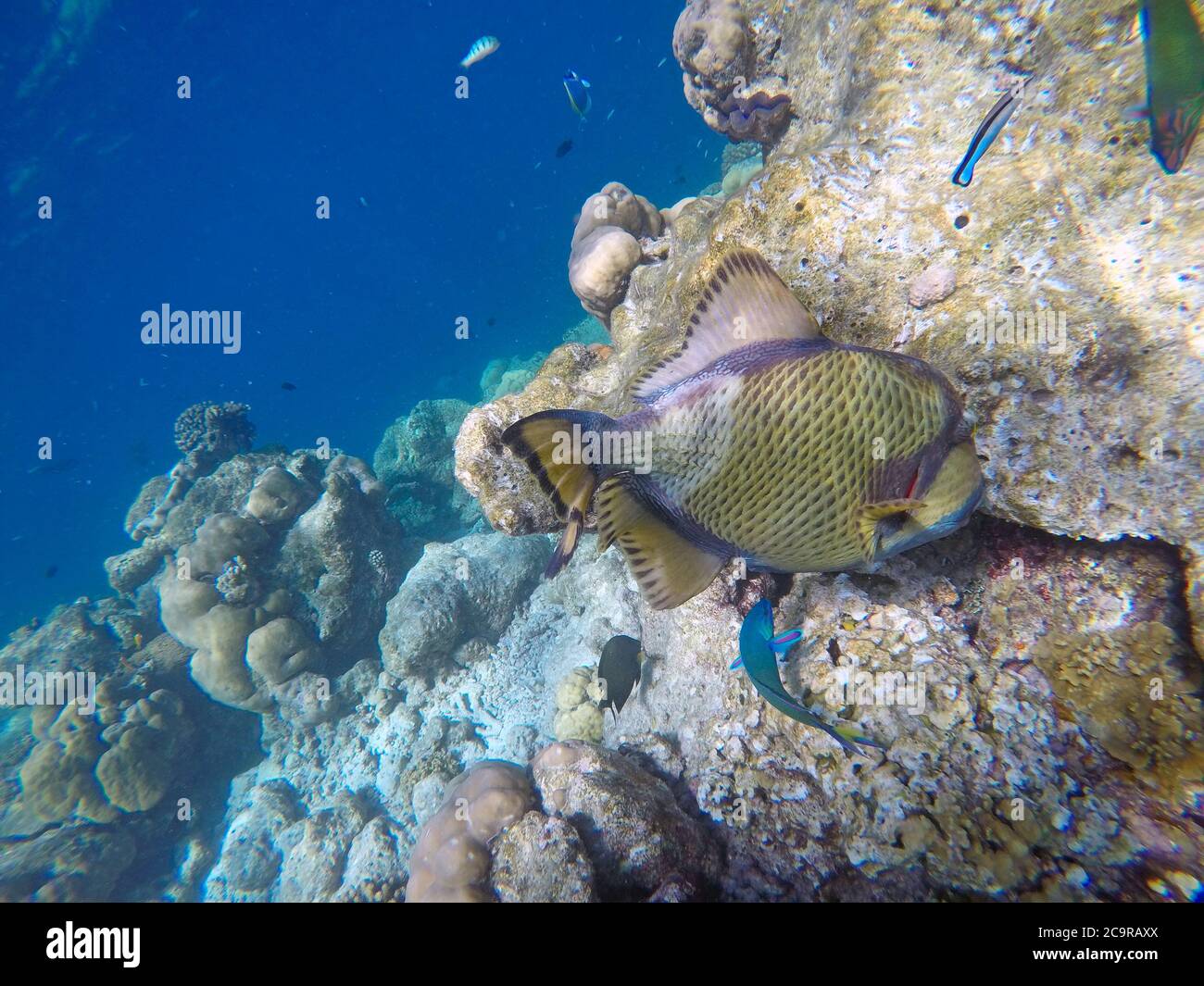 Titan trigger fish in the open water. Indian ocean, Maldive islands ...
