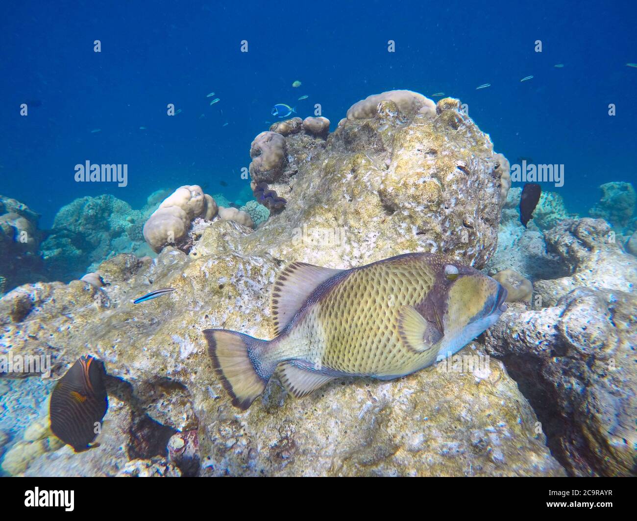 Mauritius triggerfish hi-res stock photography and images - Alamy