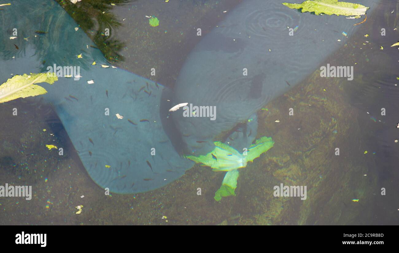Manatee conservation center hi-res stock photography and images - Alamy