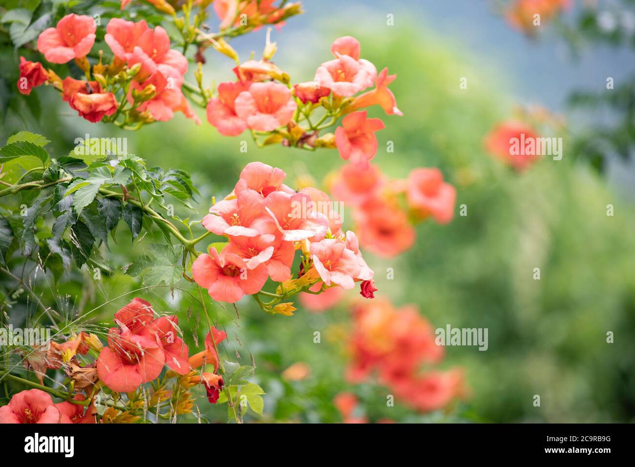 Trumpet creeper (Campsis radicans) blooming on the street of Thassos ...