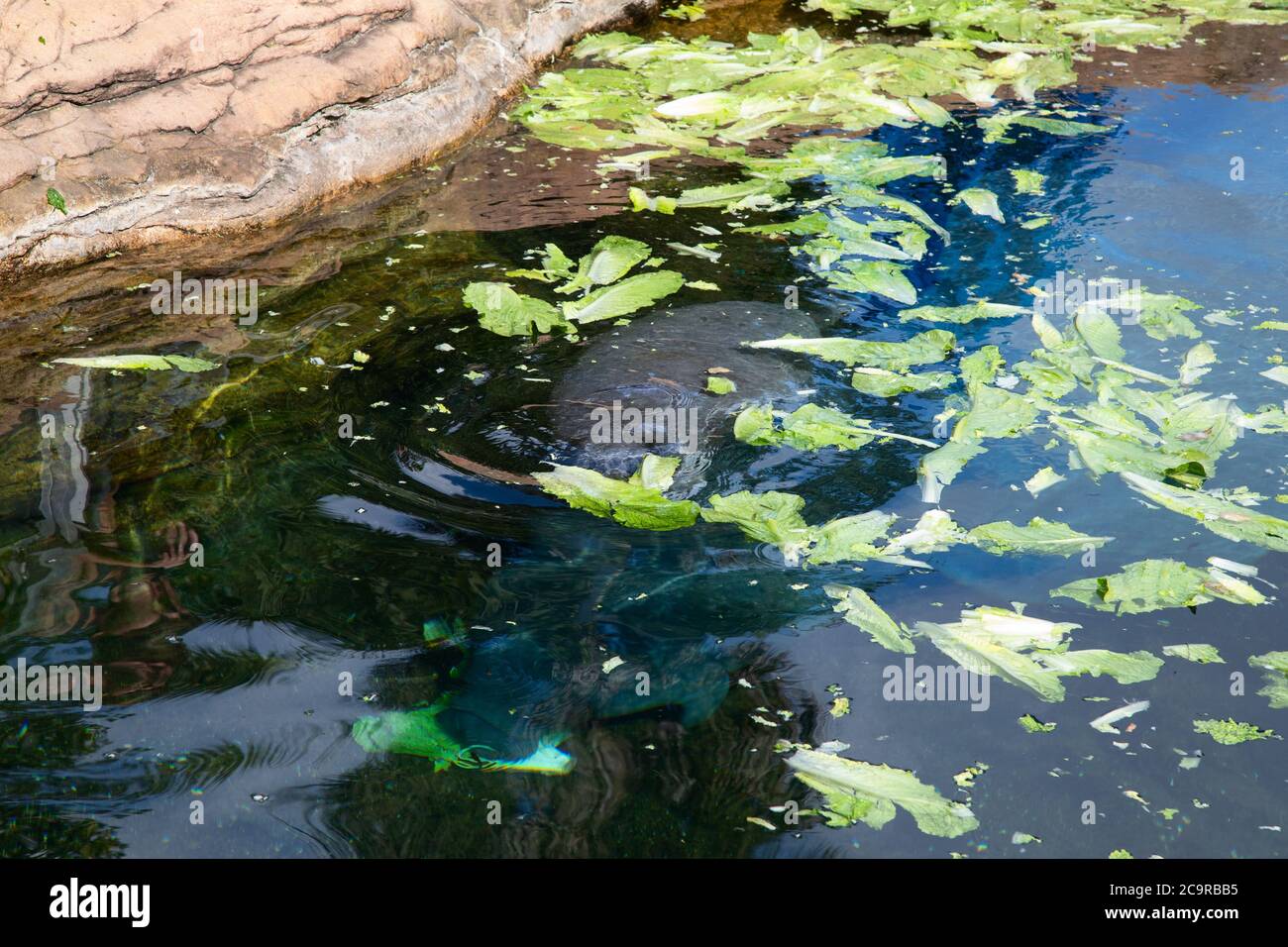 Manatee conservation center hi-res stock photography and images - Alamy