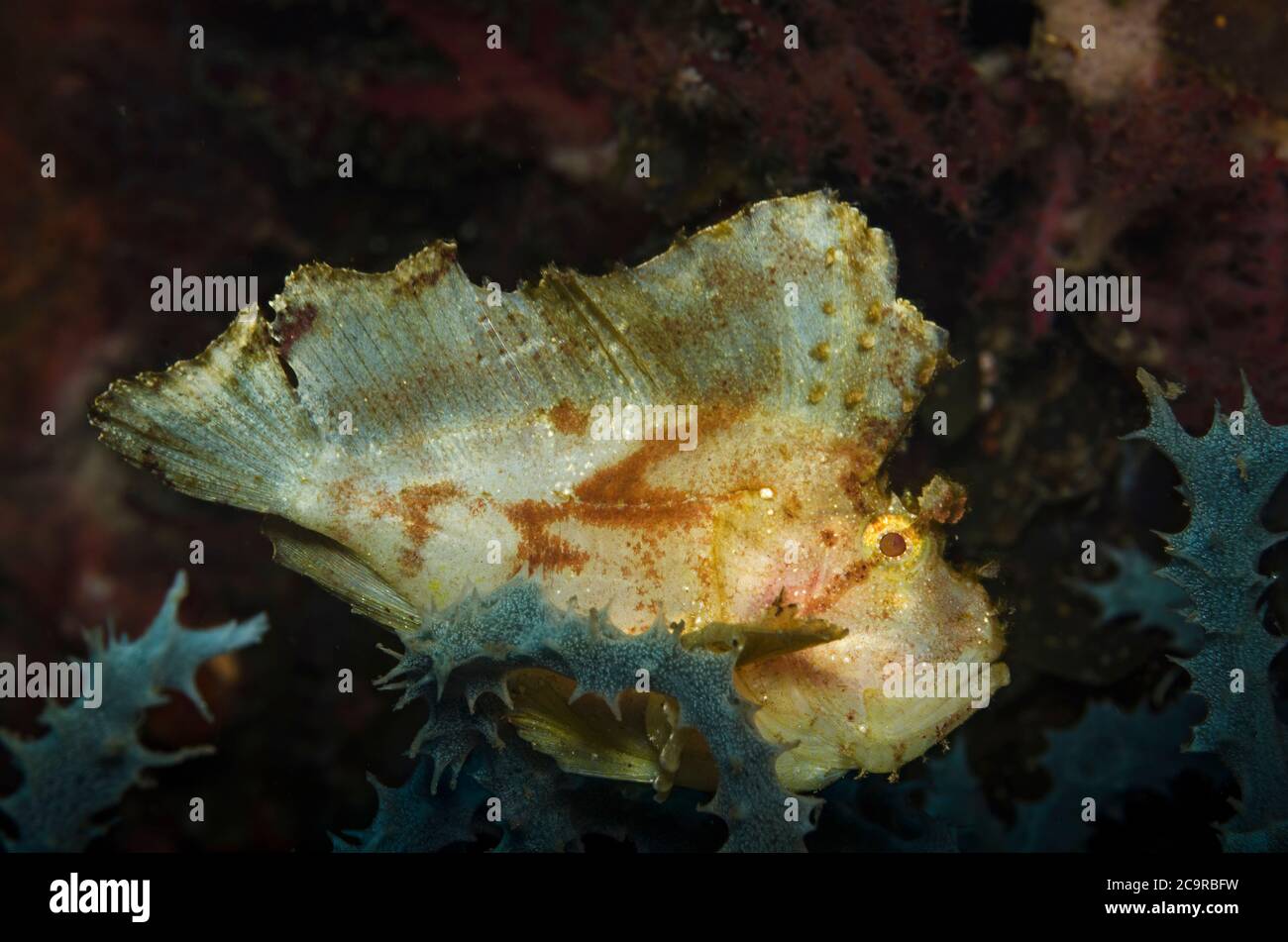 leaf scorpionfish, Taenianotus triacanthus, on coral reef Tulamben ...