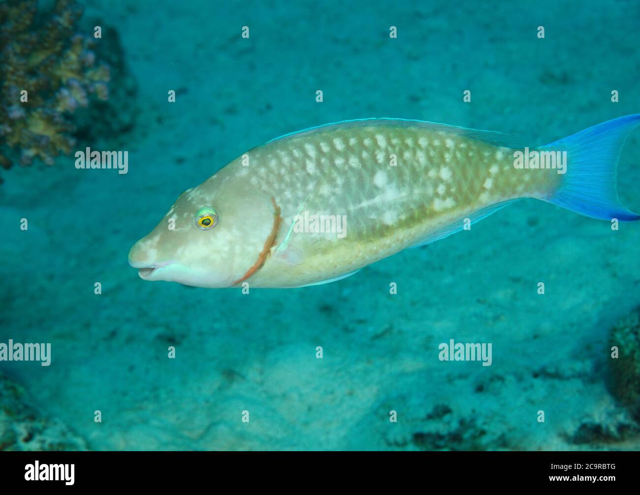 Longnose parrotfish, Hipposcarus harid, swimming over sandy seabed ...