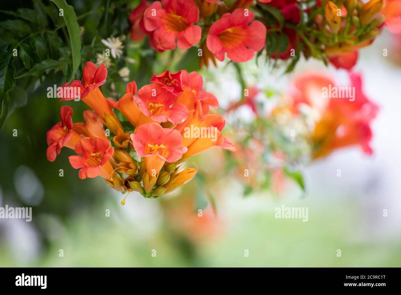 Trumpet creeper (Campsis radicans) blooming on the street of Thassos ...