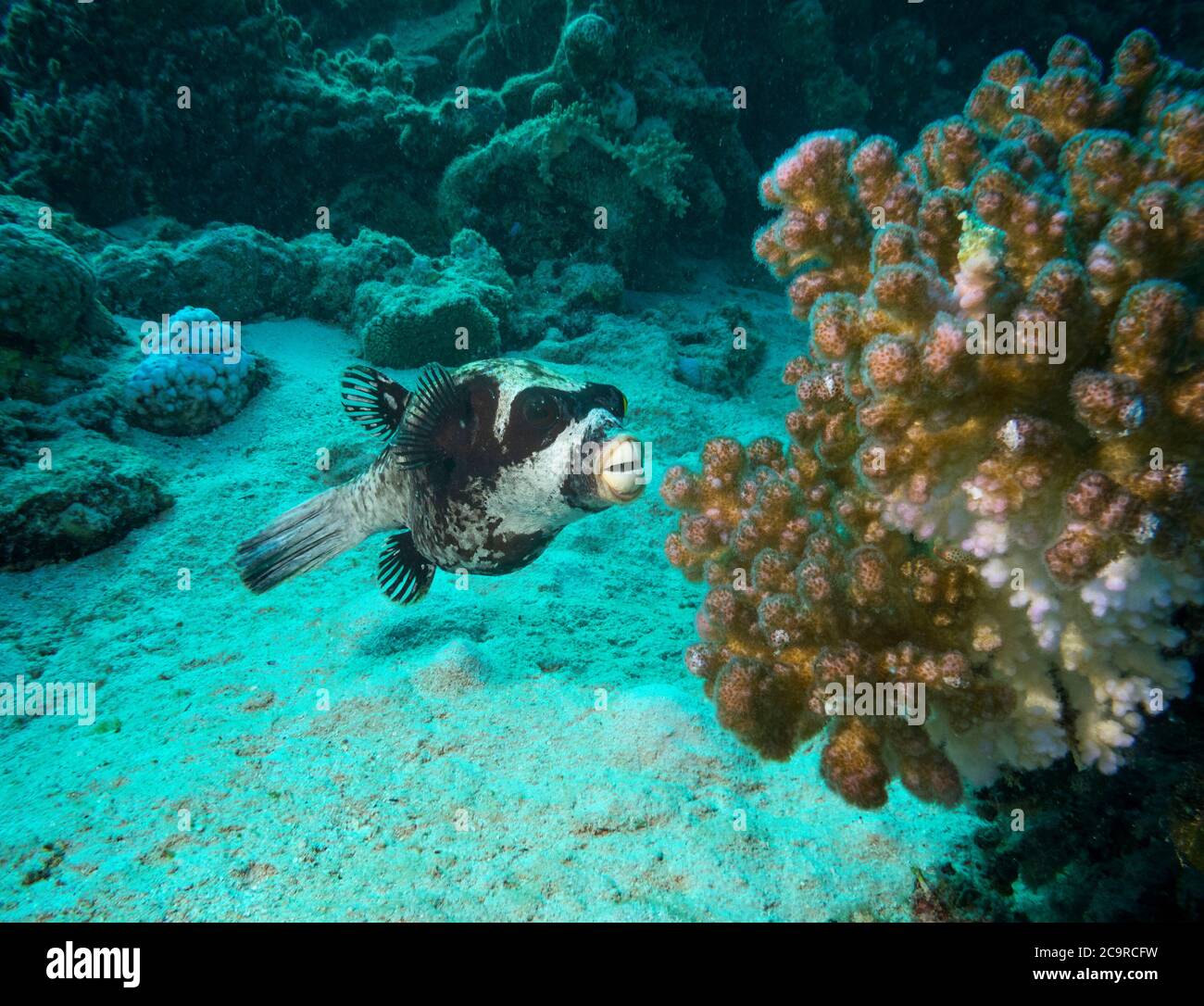 Masked puffer, Arothron diadematus, on coral reef in Hamata, Egypt ...