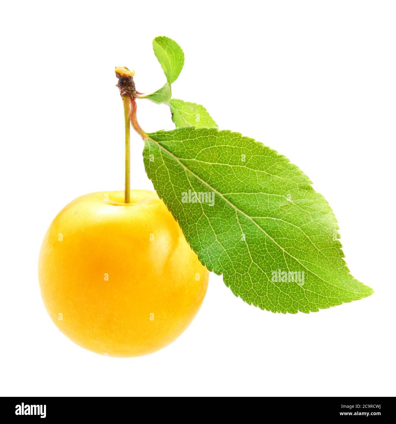 Mirabelle Prune Prunus Domestica High Resolution Stock Photography and ...