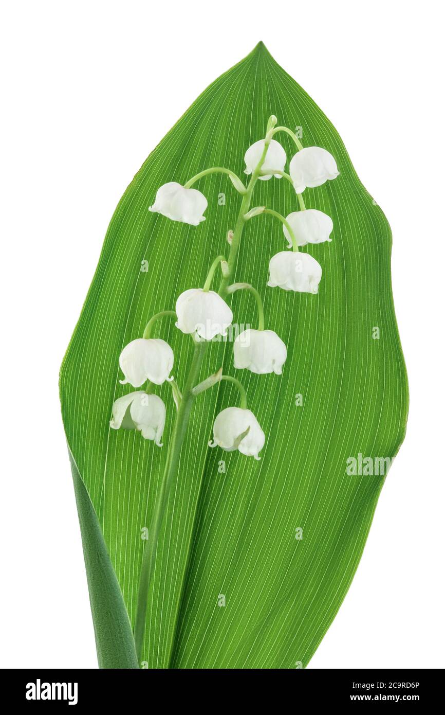 Lilly of the valley flowers isolated on white background with clipping ...
