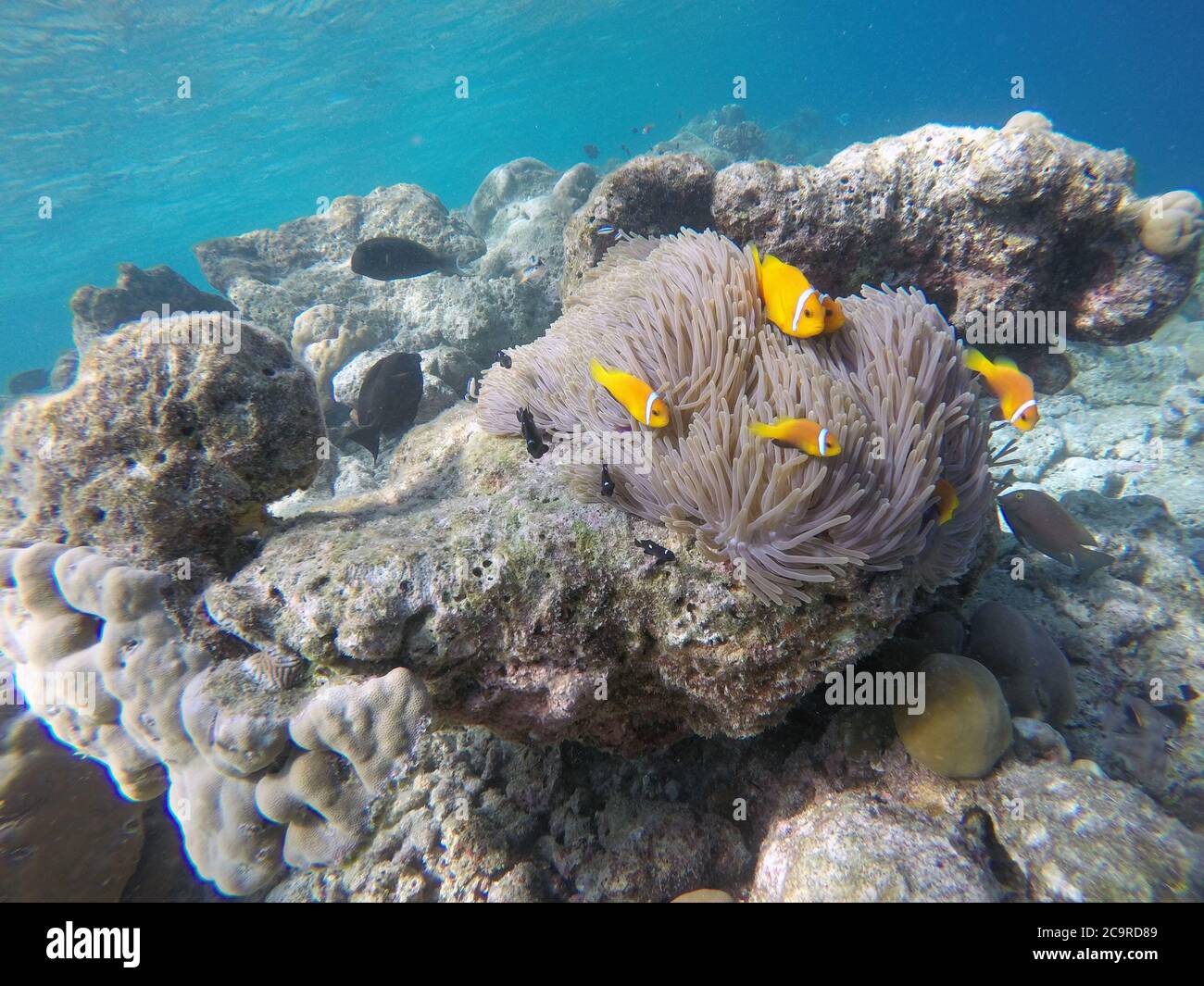 False Clown fish, Indian ocean, Maldive islands. Clown fish is anemone ...
