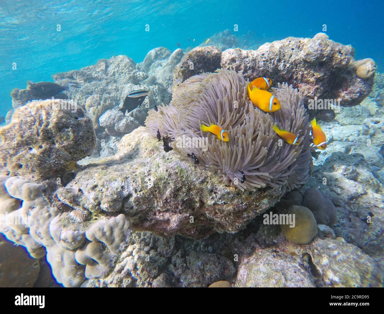 False Clown fish, Indian ocean, Maldive islands. Clown fish is anemone ...