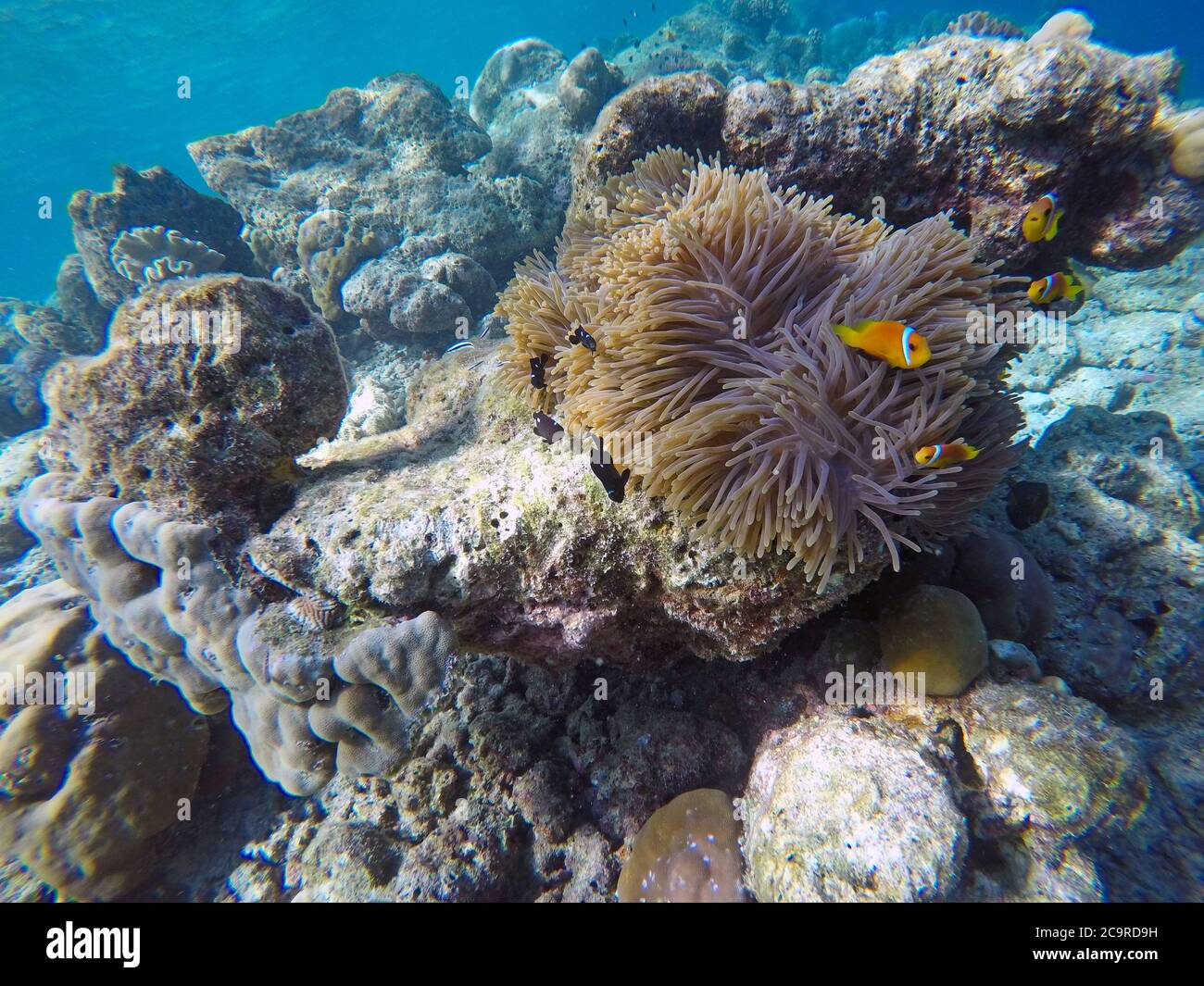 False Clown fish, Indian ocean, Maldive islands. Clown fish is anemone ...