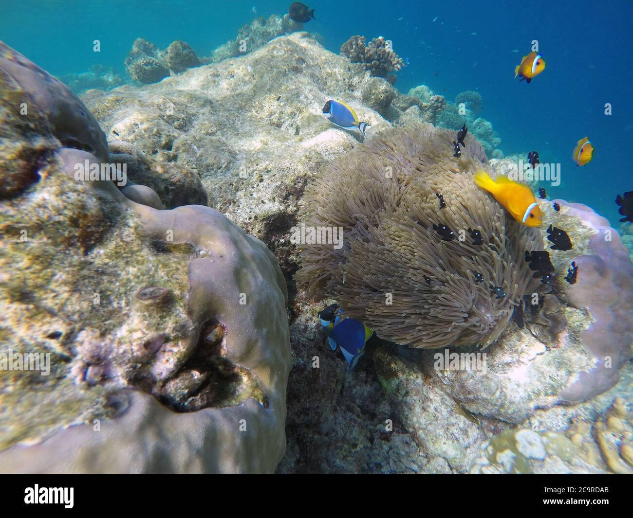False Clown fish, Indian ocean, Maldive islands. Clown fish is anemone ...
