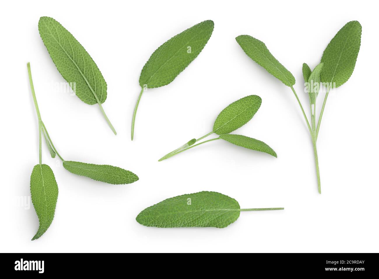 Sage herb leaves isolated on white background with clipping path . Top ...