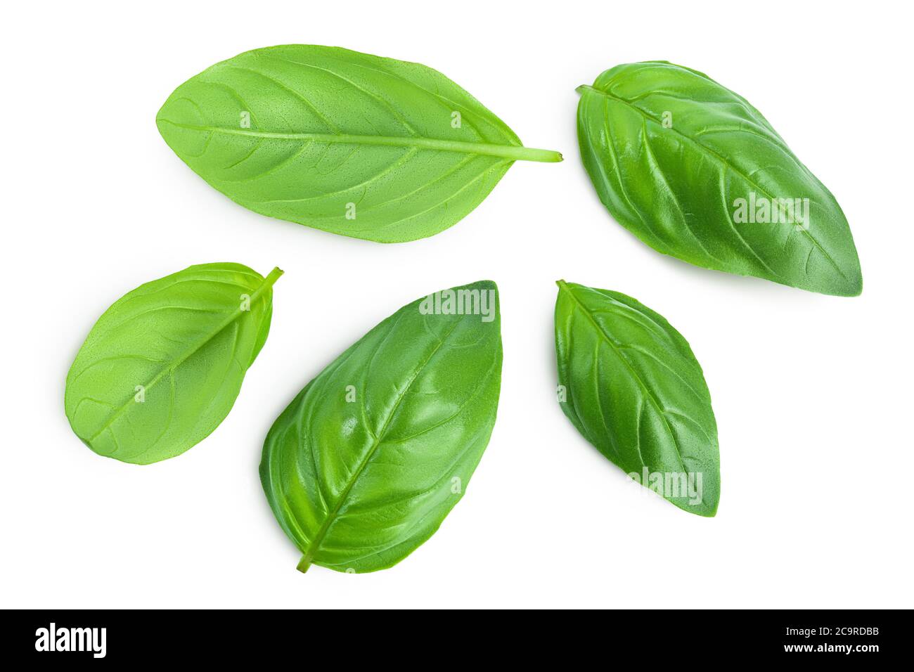 Fresh basil leaf isolated on white background with clipping path and ...