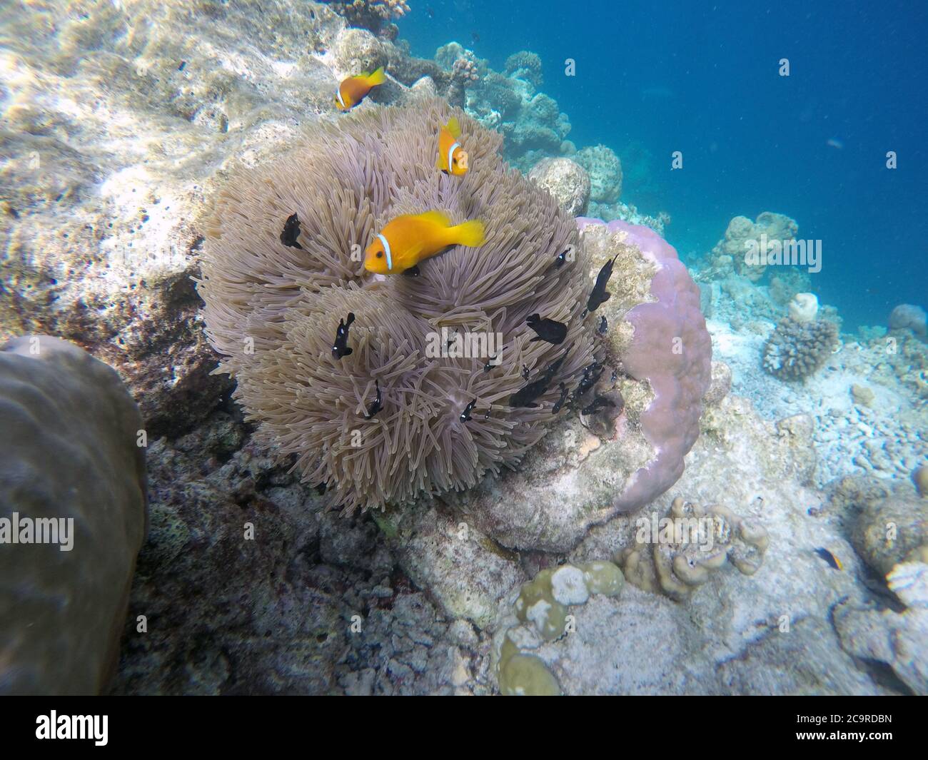 False Clown fish, Indian ocean, Maldive islands. Clown fish is anemone ...