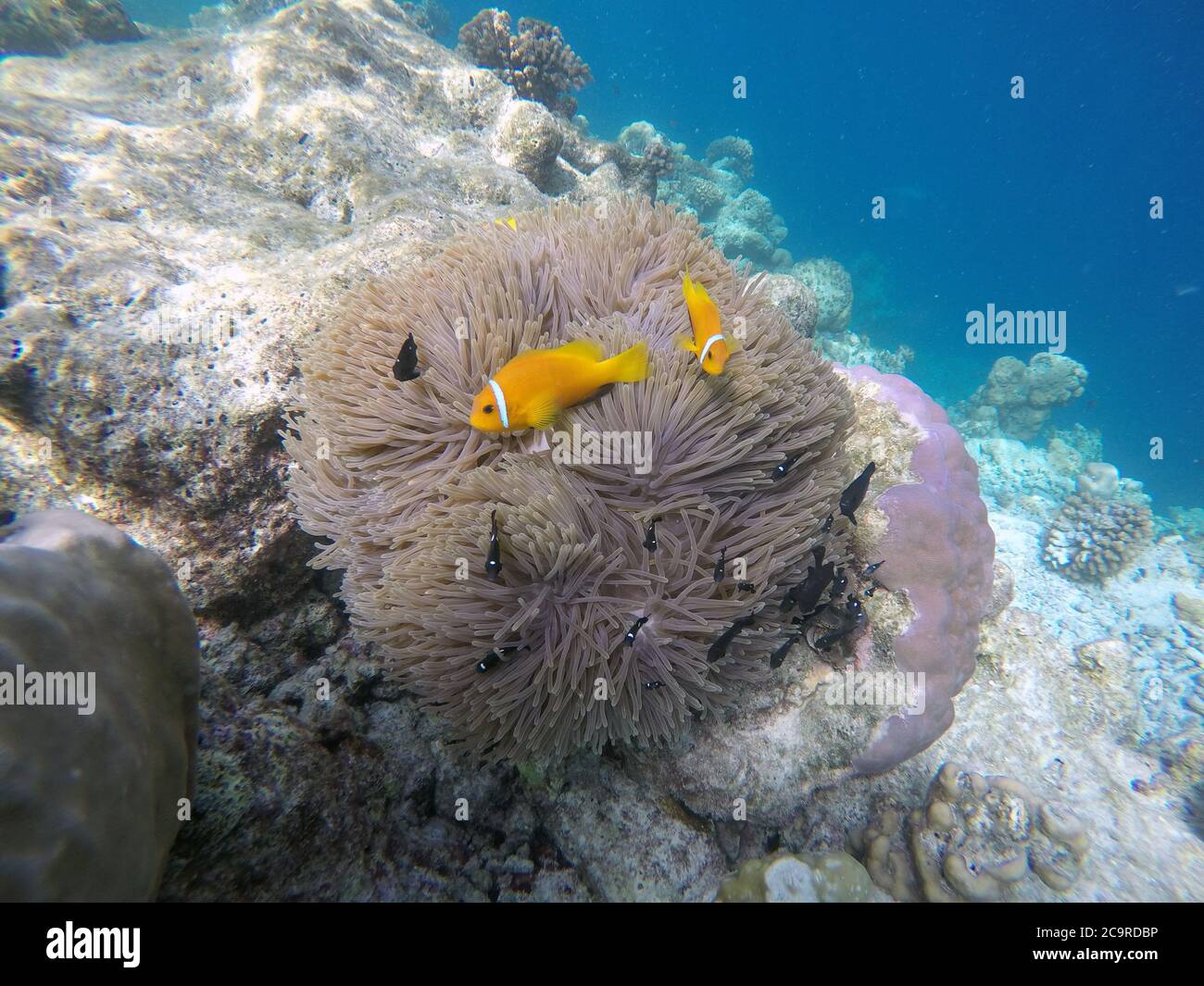 False Clown fish, Indian ocean, Maldive islands. Clown fish is anemone ...