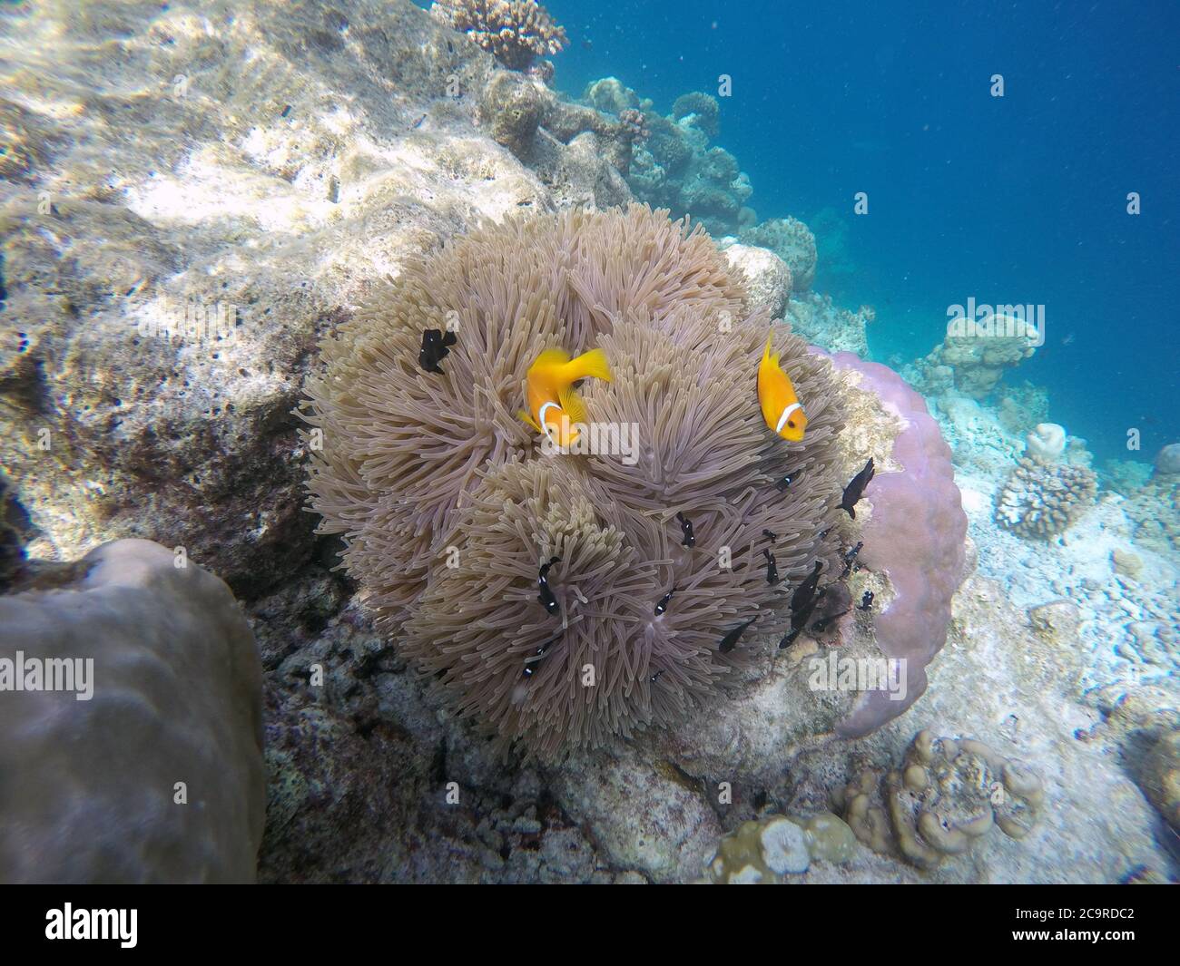 False Clown fish, Indian ocean, Maldive islands. Clown fish is anemone ...