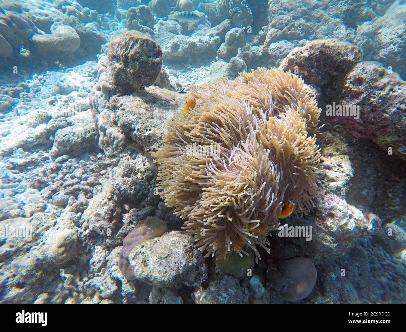 False Clown fish, Indian ocean, Maldive islands. Clown fish is anemone ...