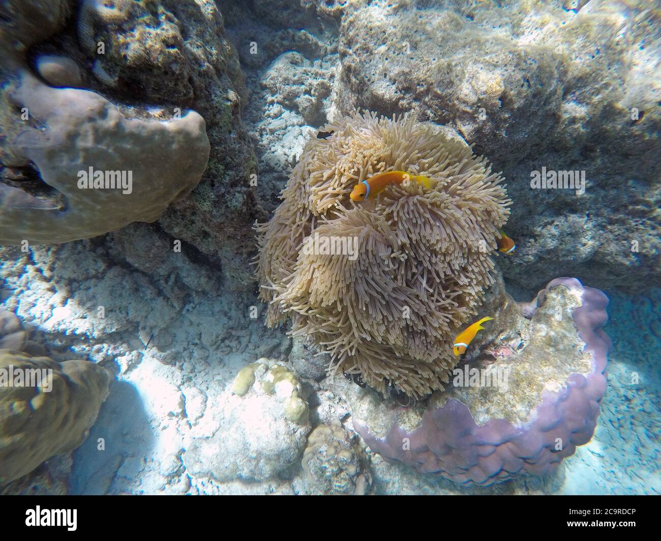 False Clown fish, Indian ocean, Maldive islands. Clown fish is anemone ...