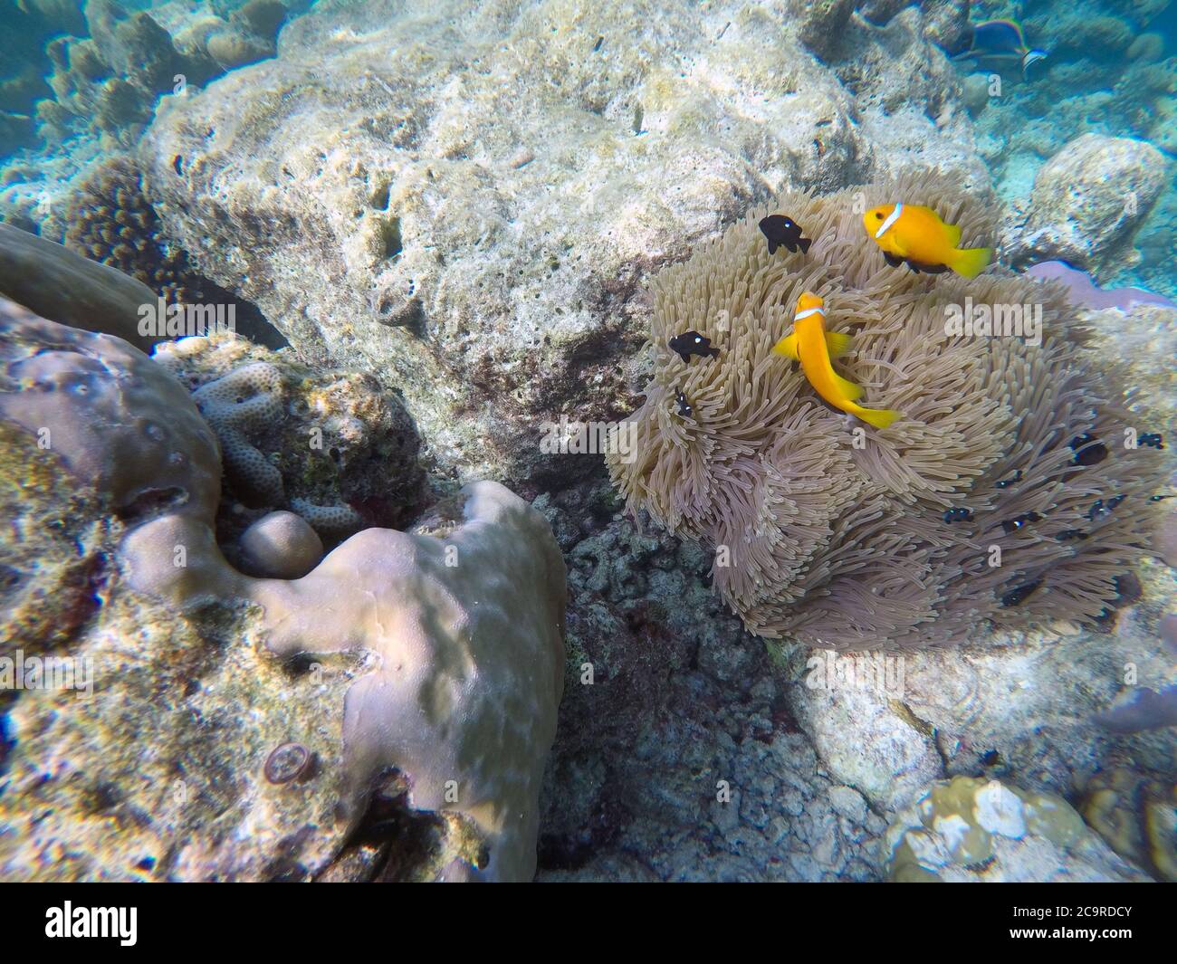 False Clown fish, Indian ocean, Maldive islands. Clown fish is anemone ...