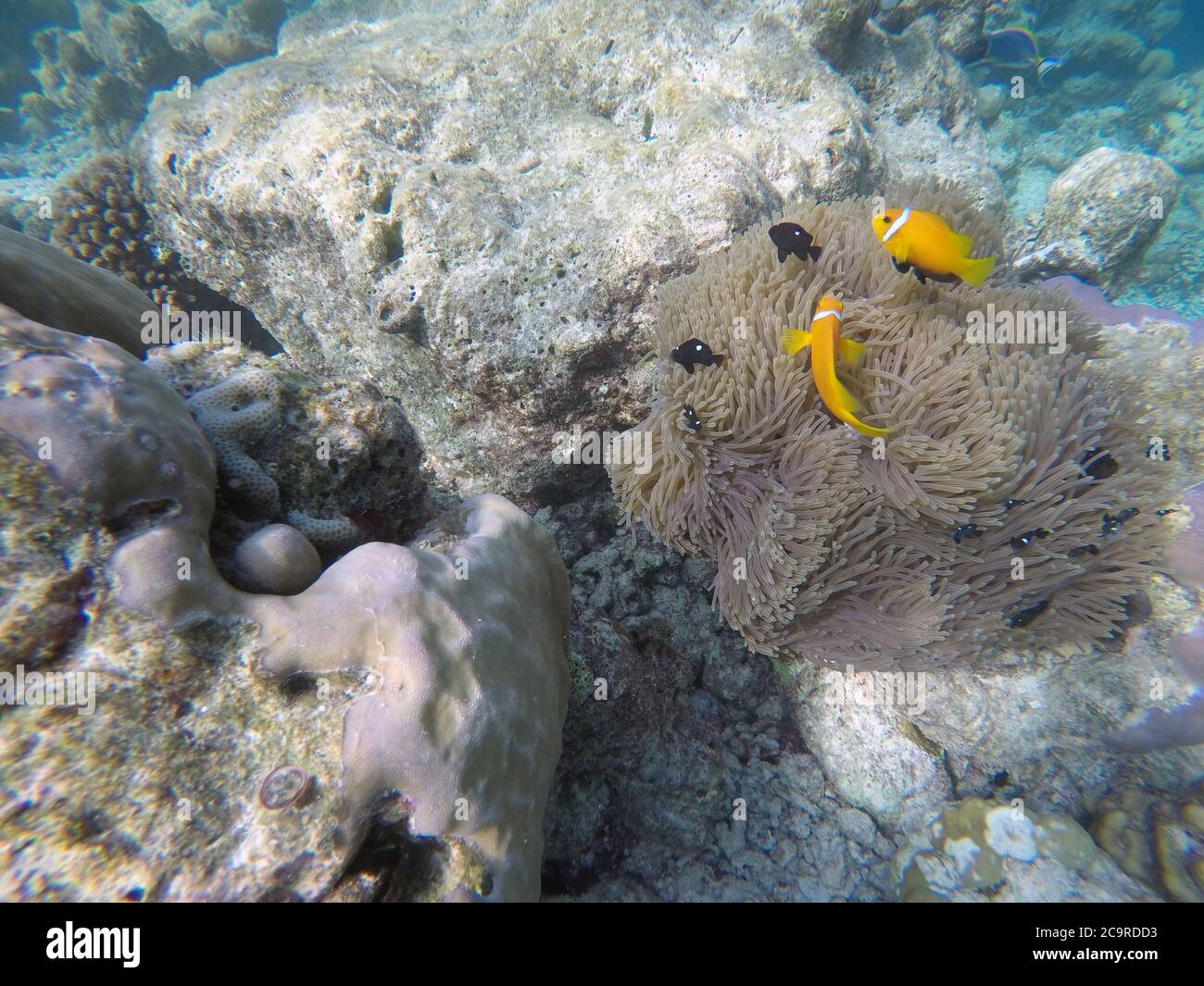 False Clown fish, Indian ocean, Maldive islands. Clown fish is anemone ...