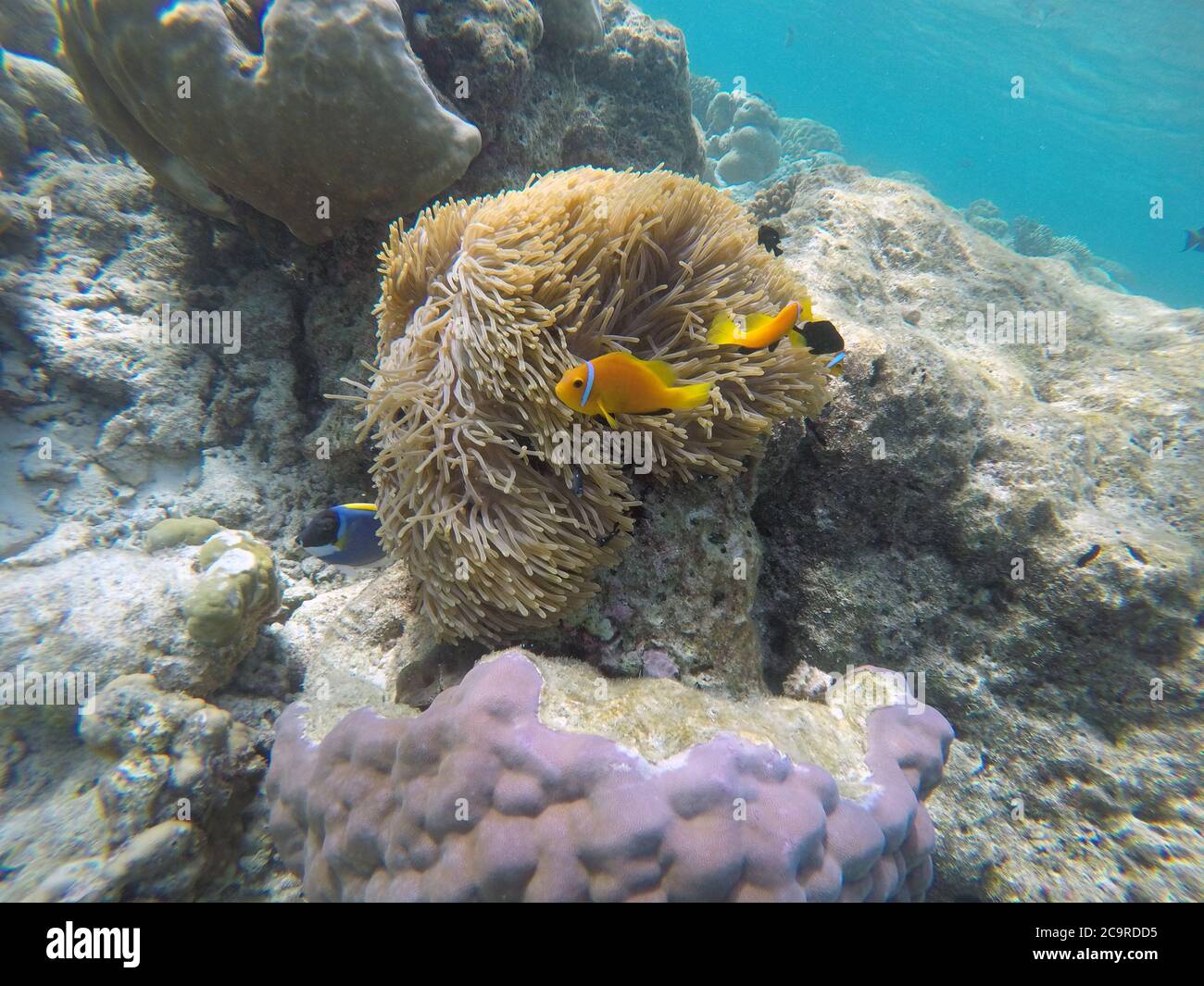 False Clown fish, Indian ocean, Maldive islands. Clown fish is anemone ...