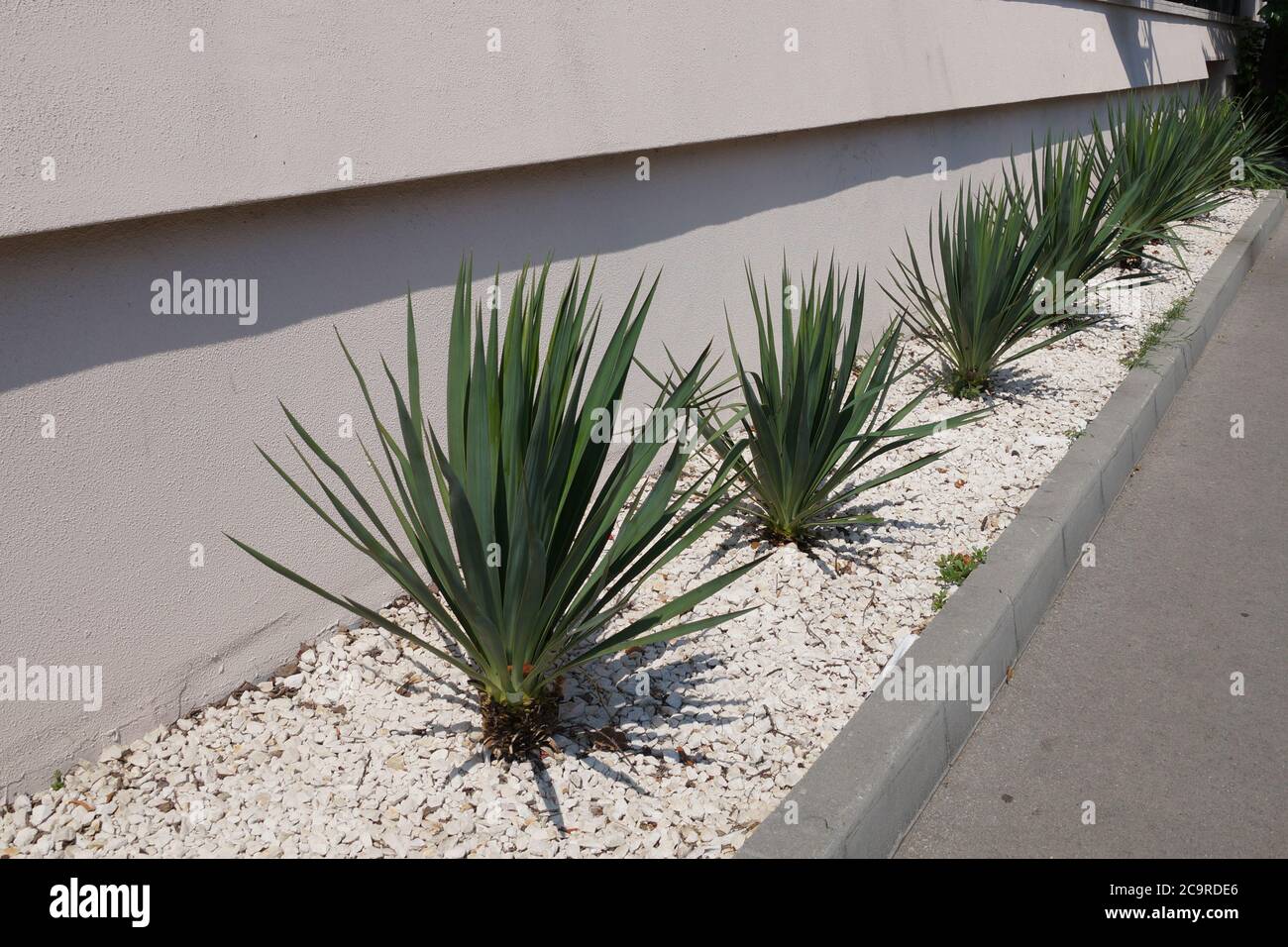 Yucca border hi-res stock photography and images - Alamy