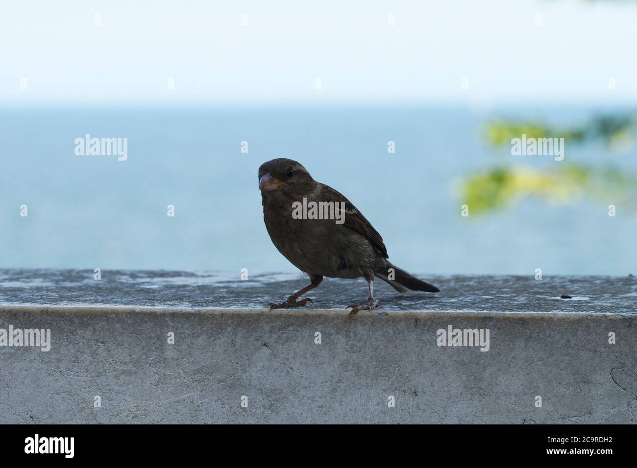 Parapet rock hi-res stock photography and images - Alamy