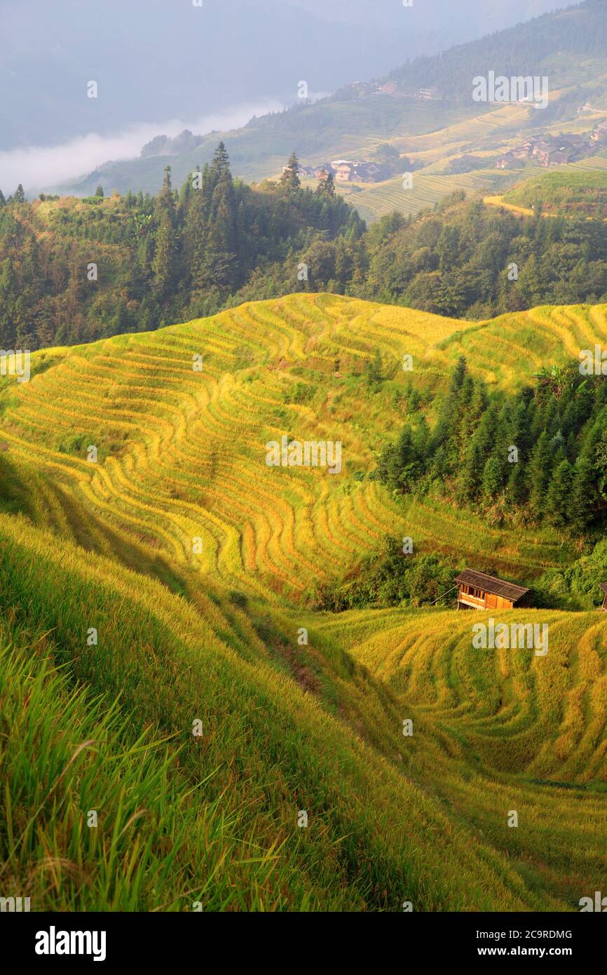 The Longsheng Rice Terraces(Dragon's Backbone) also known as Longji ...