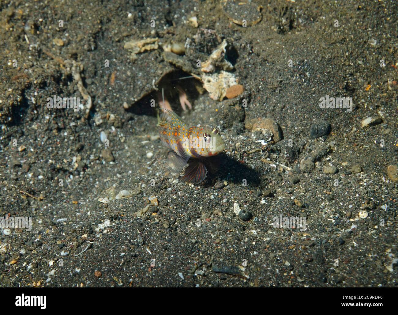 Spotted prawn goby hi-res stock photography and images - Alamy