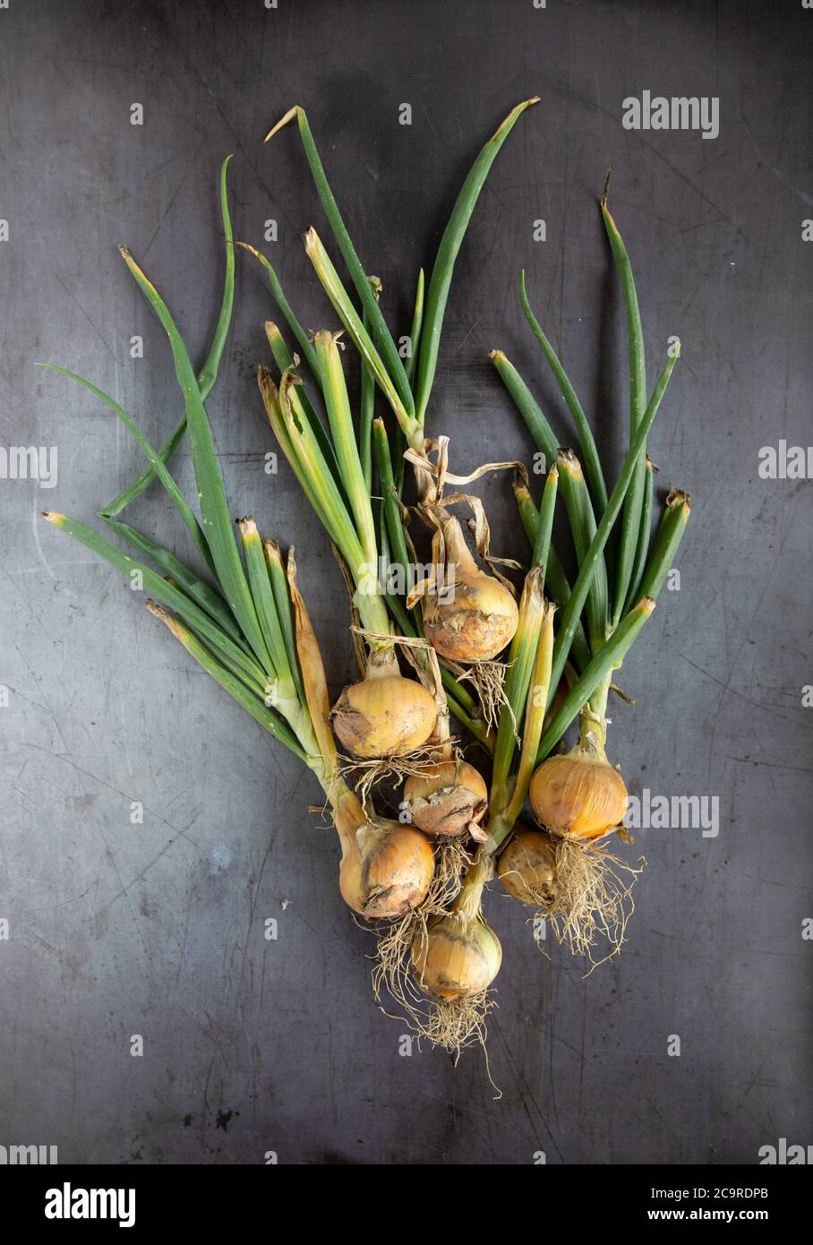 A bunch of freshly picked onions on a metal surface Stock Photo - Alamy