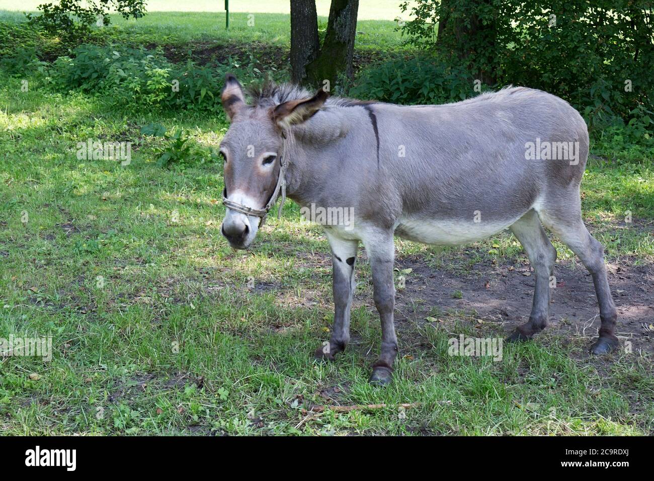 Donkey on the farm Stock Photo - Alamy