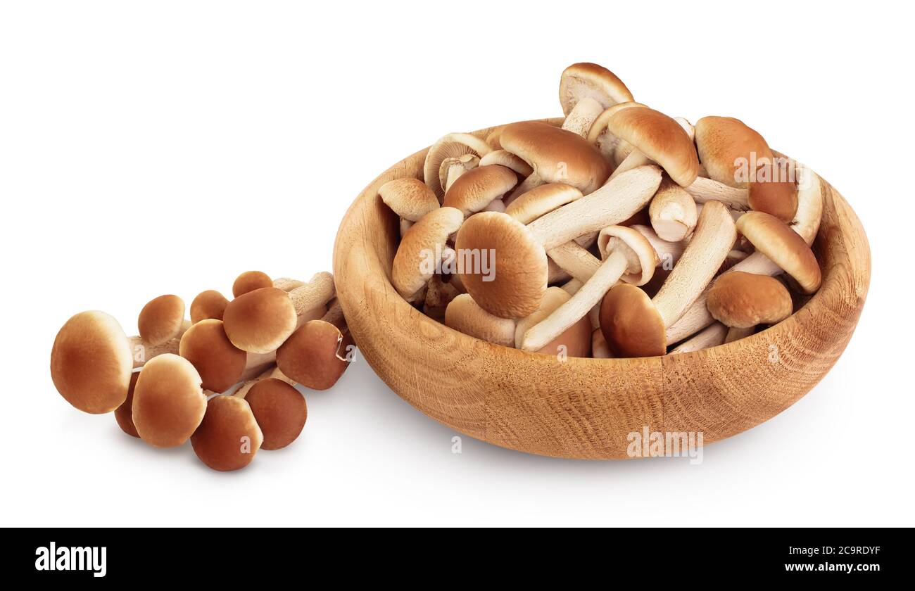 honey fungus mushrooms in wooden bowl isolated on white background with ...